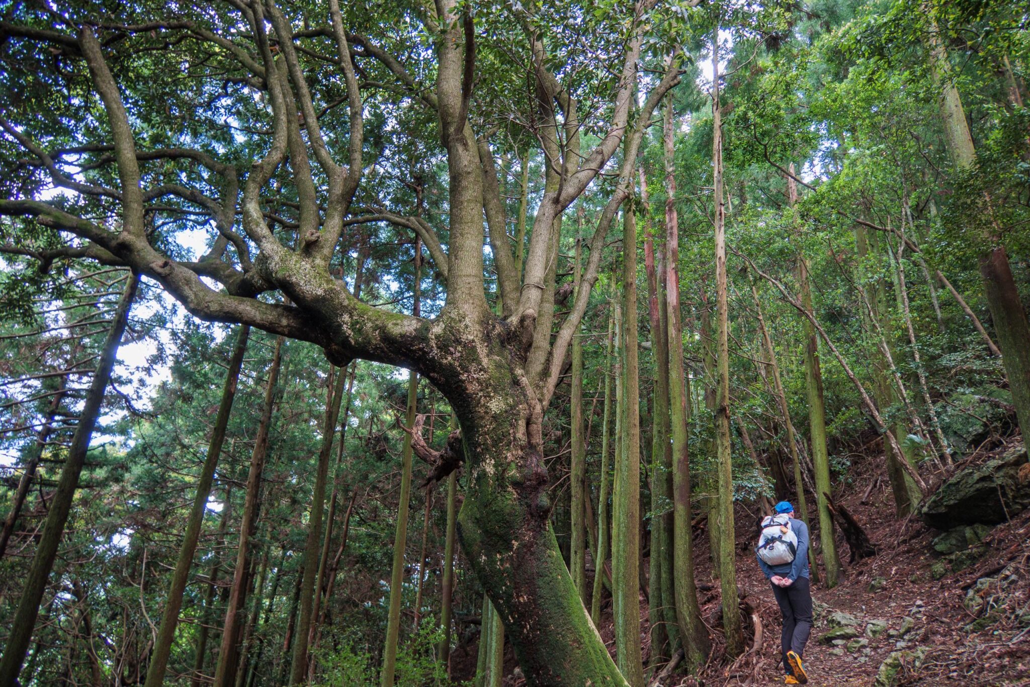 Day 20.2 of the Shikoku Pilgrimage: T21 Tairyuji 太龍寺 & the Oldest Trail ...